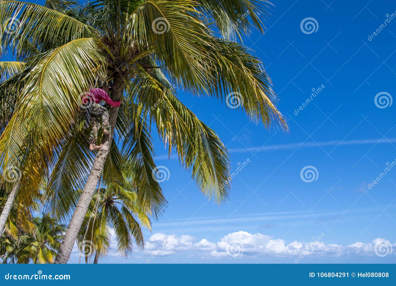 Coconut Picker in Palm Tree Editorial Photo - Image of pick, tropical ...
