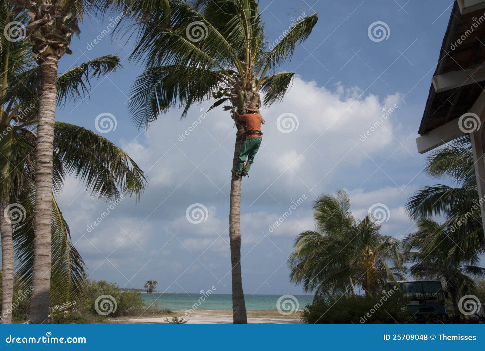 Coconut picking. editorial stock photo. Image of beach - 25709048