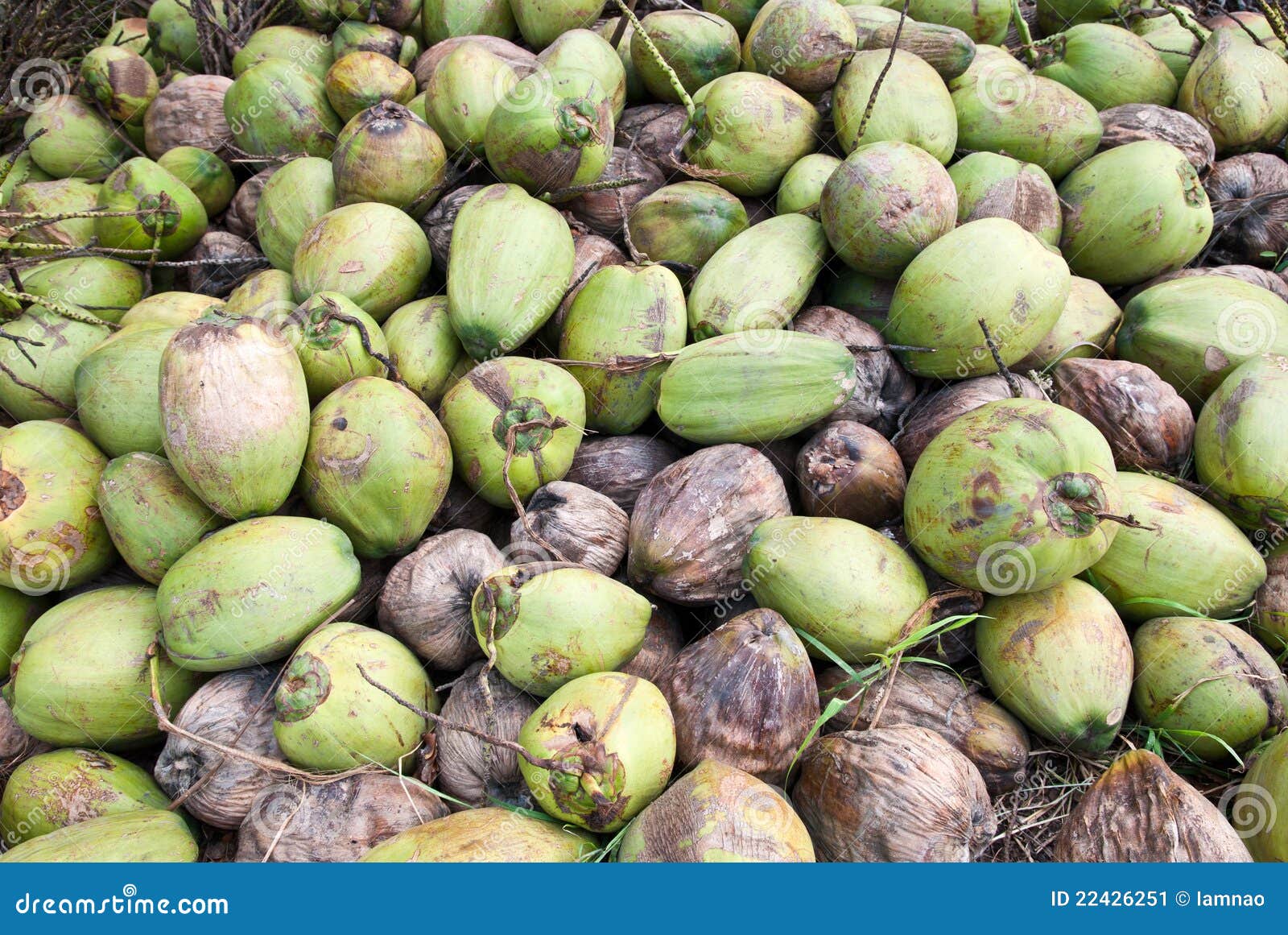 Coconut pile stock image. Image of exotic, fruit, group - 22426251