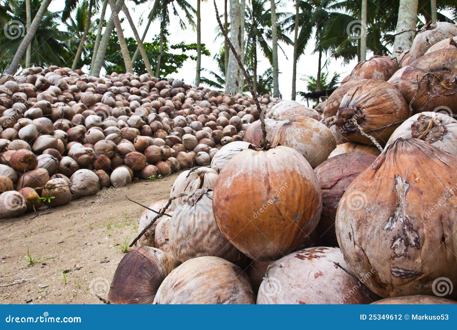 Coconut pile stock photo. Image of tree, agriculture - 25349612
