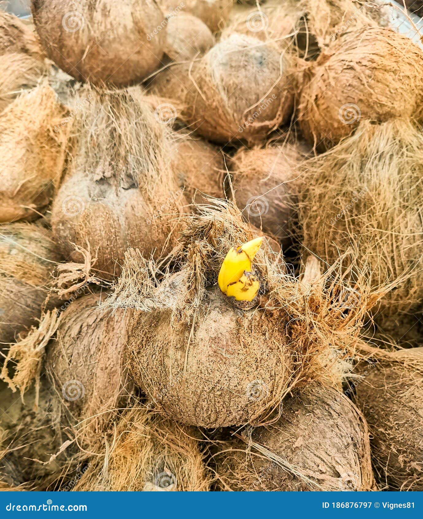 Coconut pile stock image. Image of coconut, antioxident - 186876797
