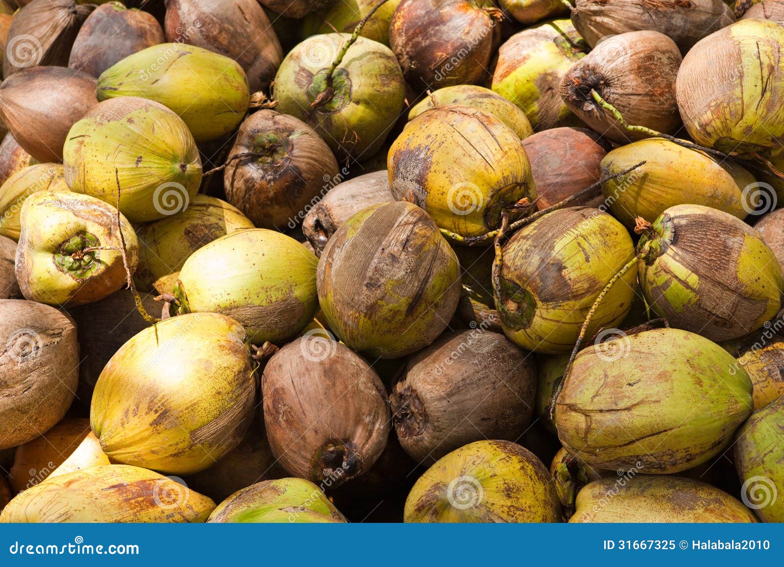 Coconut stock image. Image of green, food, brown, coconut - 31667325