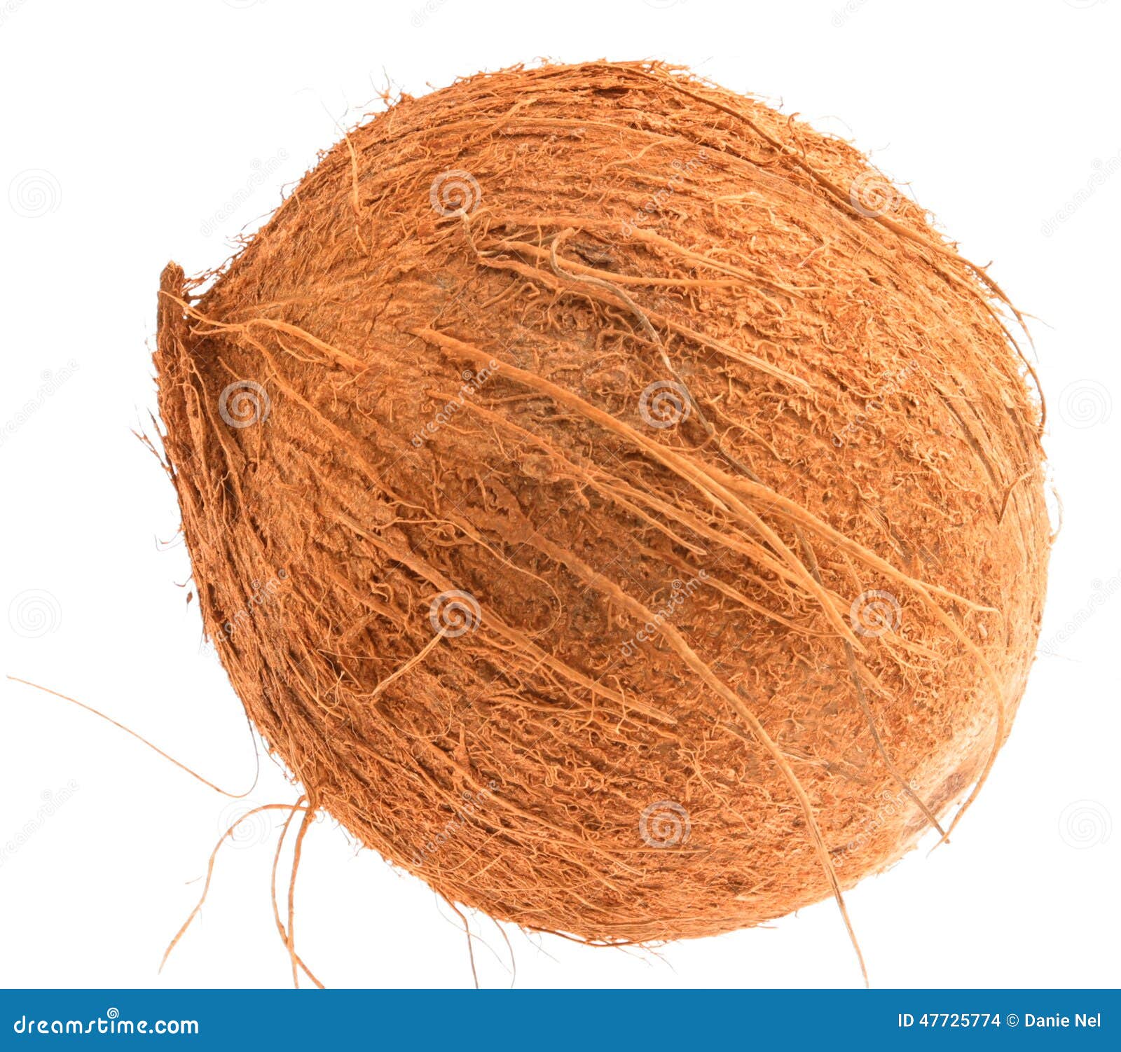 Coconut stock photo. Image of tropical, vegetarian, island - 47725774