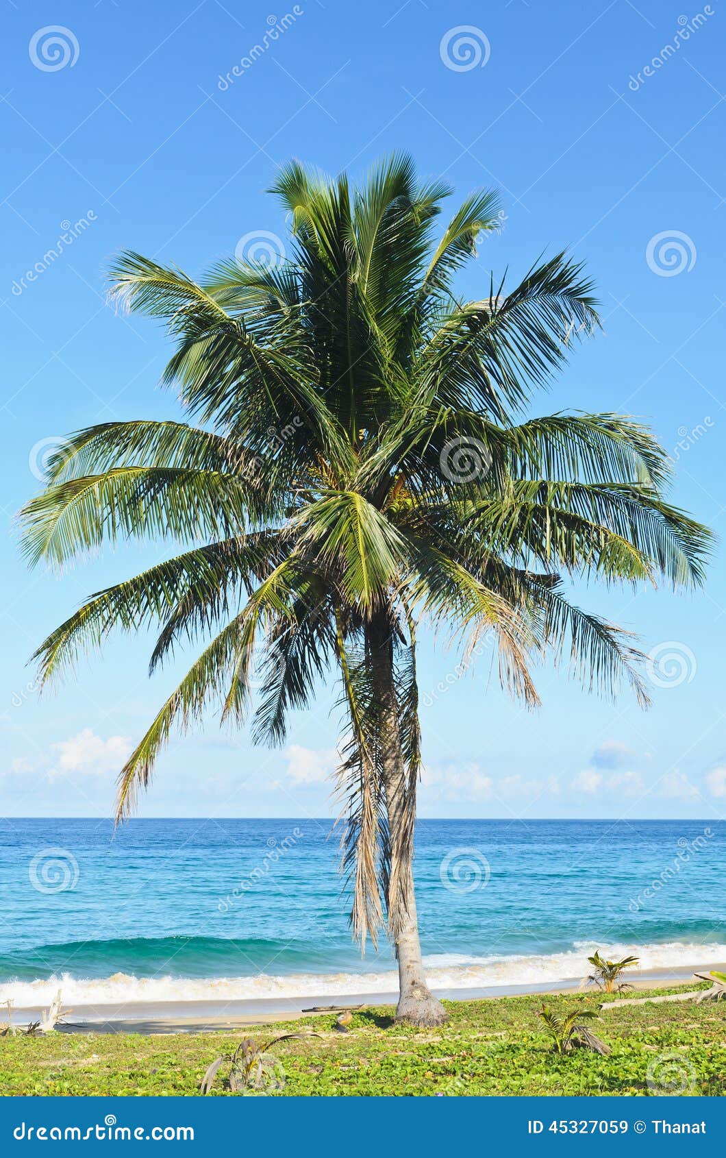Coconut plam and beach stock image. Image of outdoor - 45327059