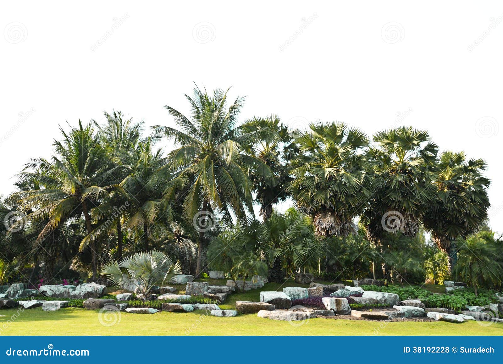 Coconut And Plam Tree Stock Photography | CartoonDealer.com #38192228