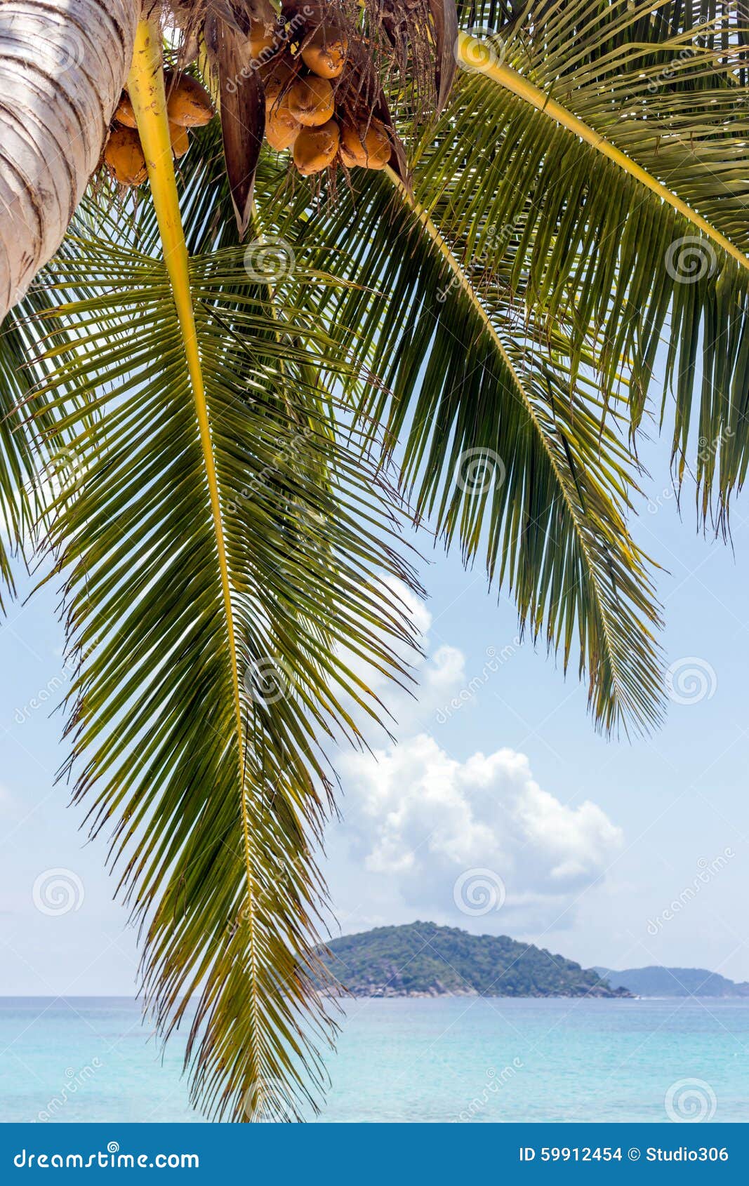 Coconut plam tree stock photo. Image of beach, view, trunk - 59912454