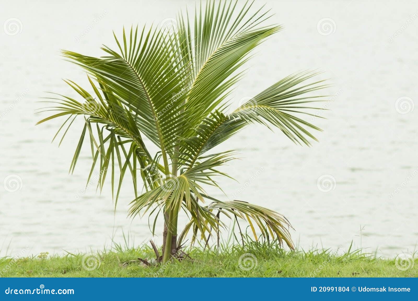 Coconut plant stock photo. Image of botanic, green, bend - 20991804