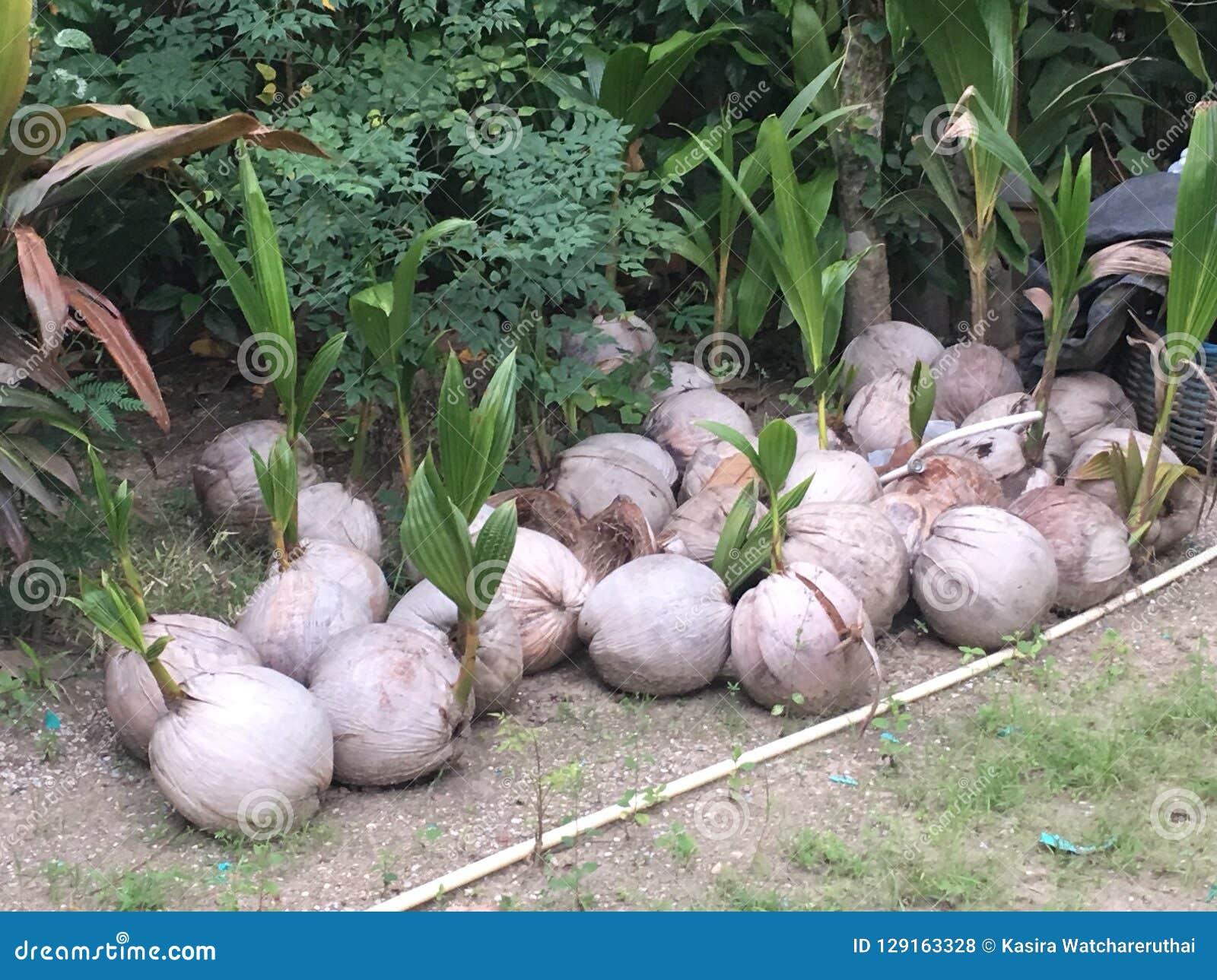 Coco gang stock photo. Image of gang, coco, beautiful - 129163328