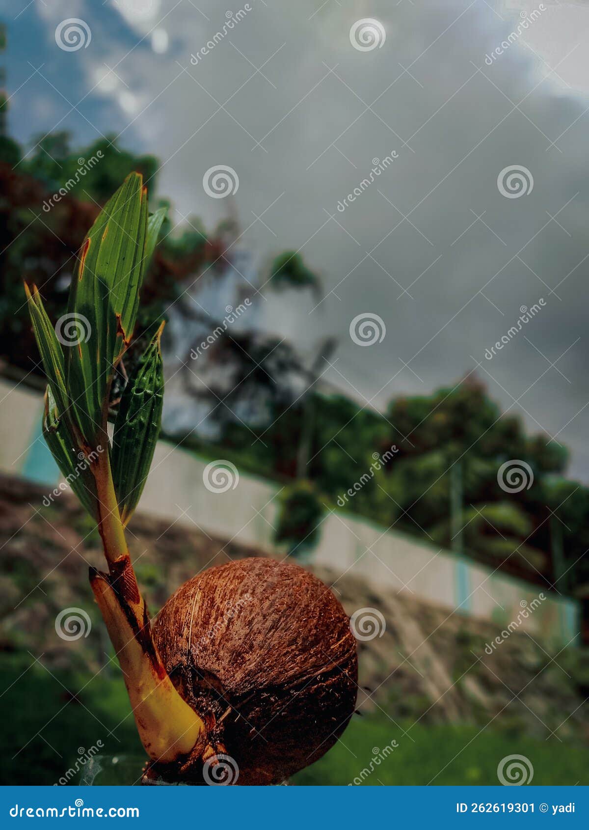 Coconut plant bonsai stock image. Image of wildlife - 262619301