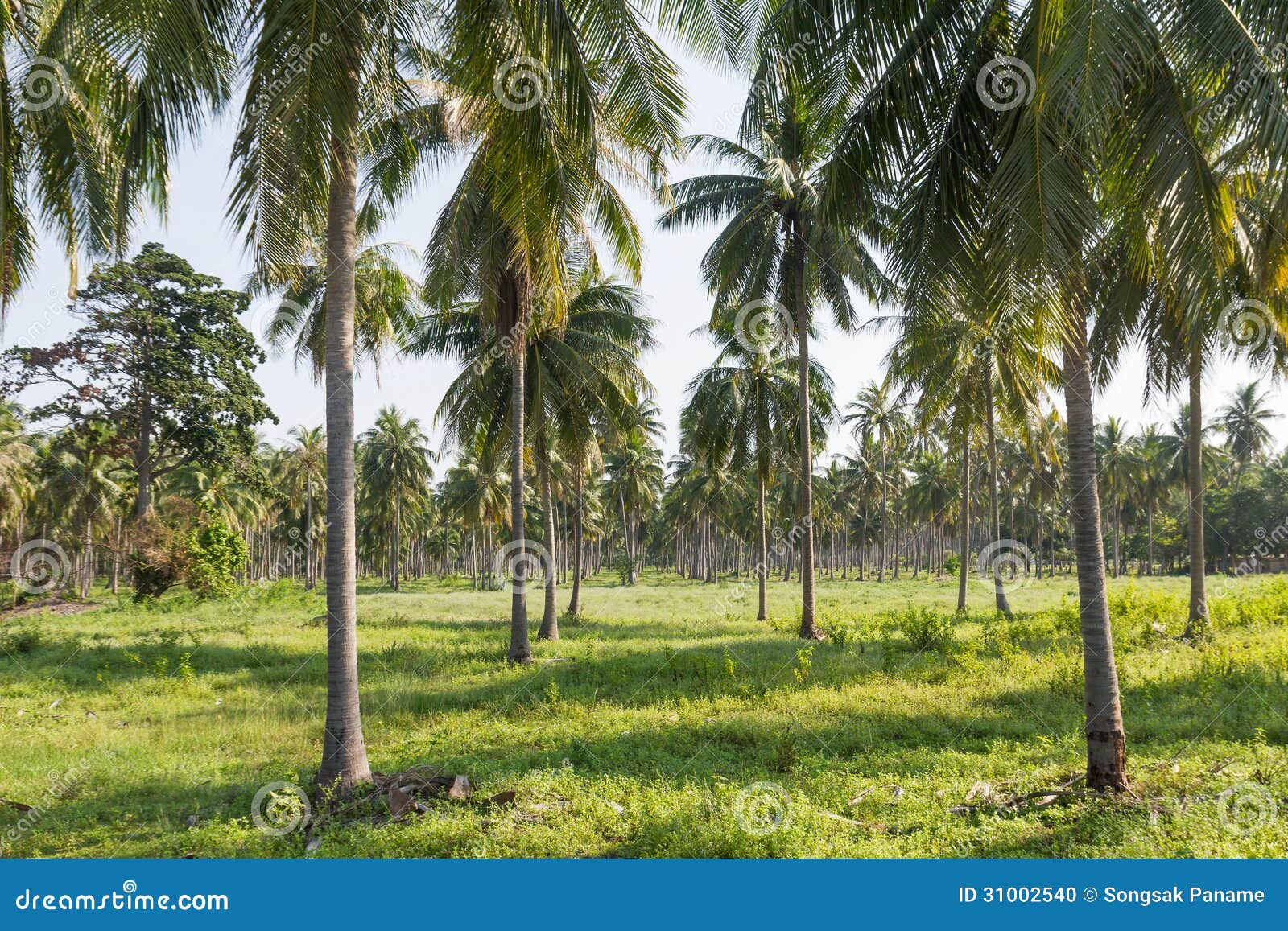 Coconut plantation stock photo. Image of environment - 31002540