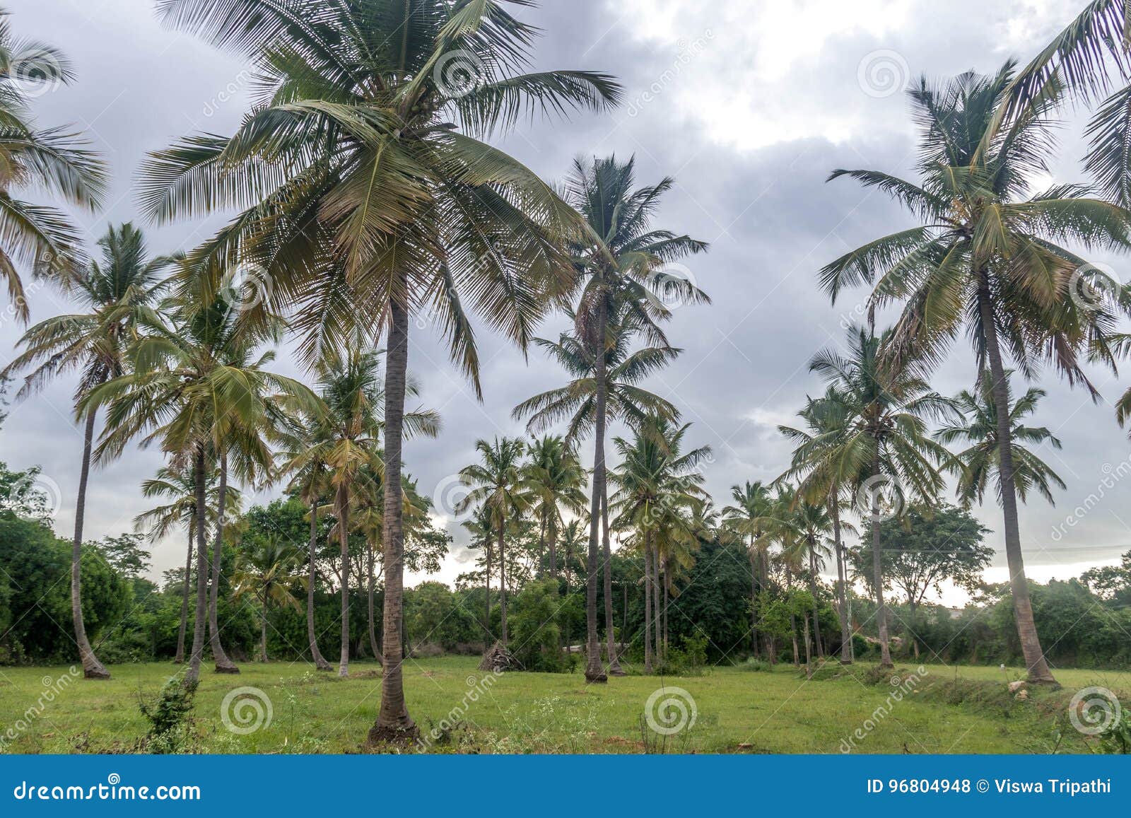 Coconut plantation stock photo. Image of land, agriculture - 96804948
