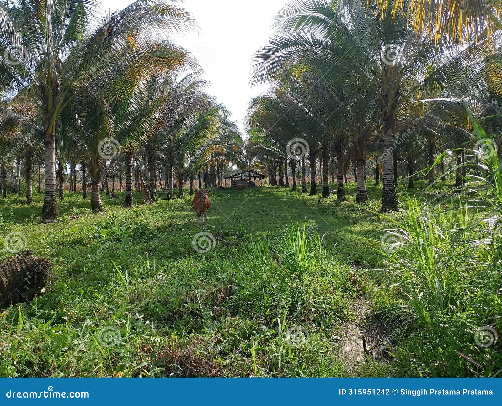 Coconut Plantations with Cattle Running Wild Stock Photo - Image of ...