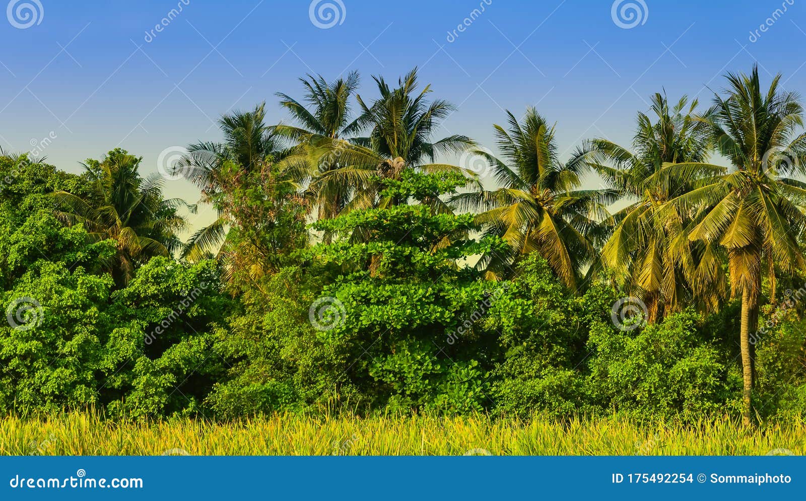 Coconut Plantations in the Countryside Stock Photo - Image of tall ...