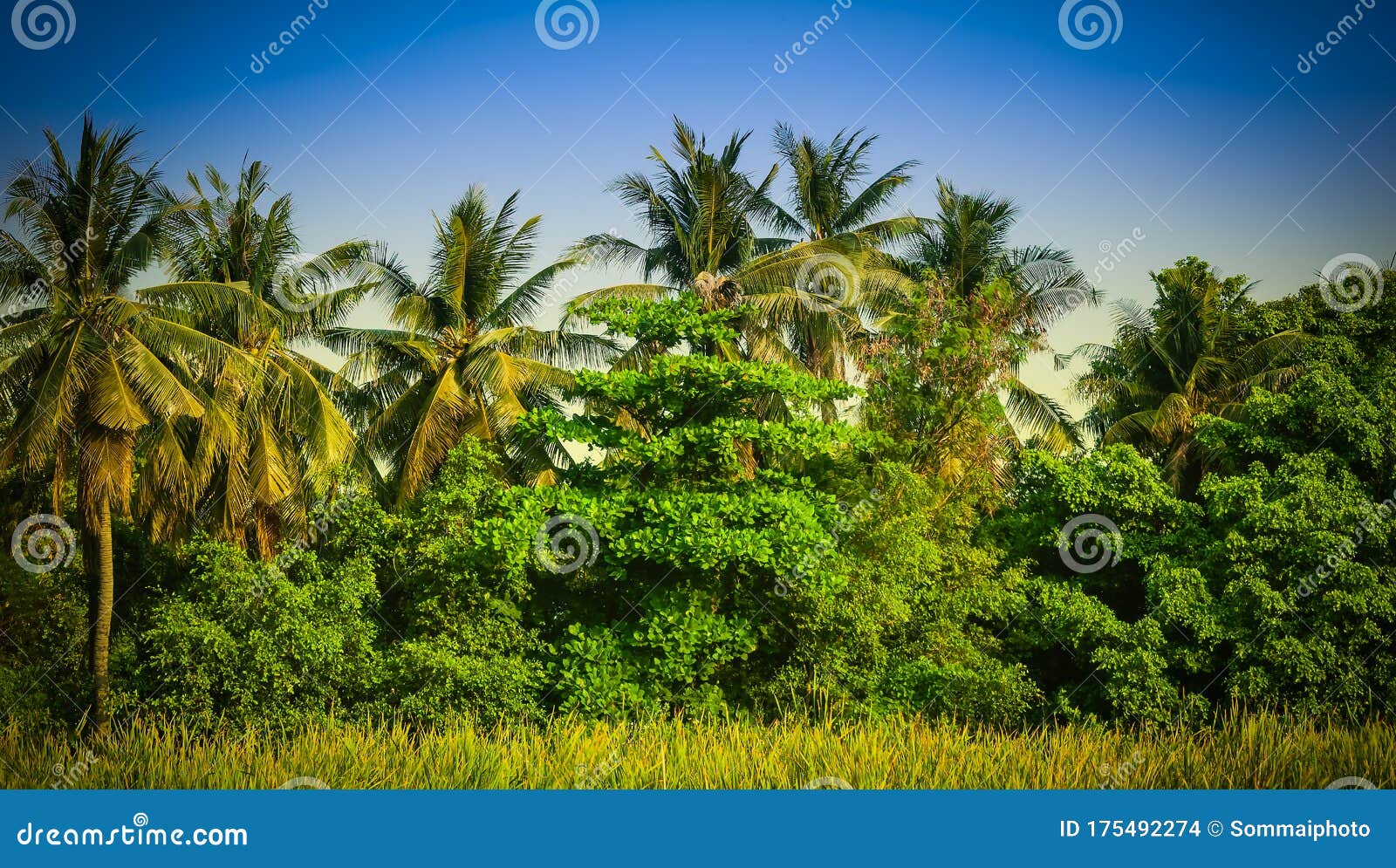 Coconut Plantations in the Countryside Stock Photo - Image of outdoor ...