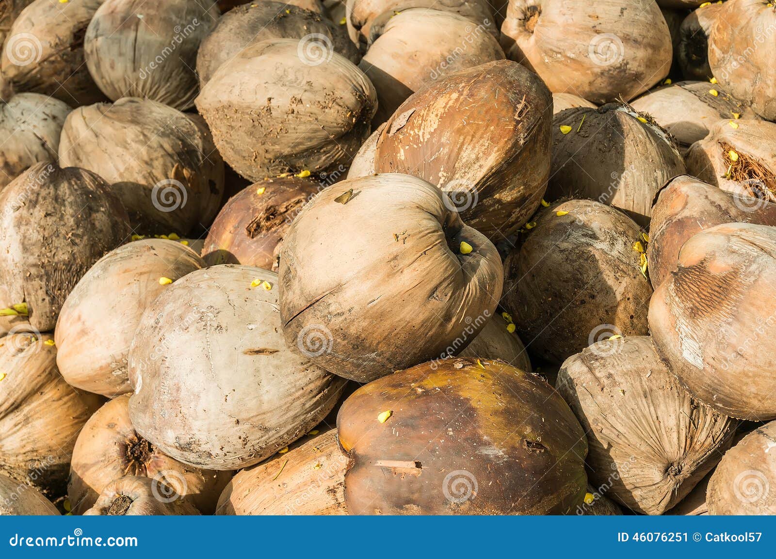 Coconut stock image. Image of fresh, beauty, care, macro - 46076251