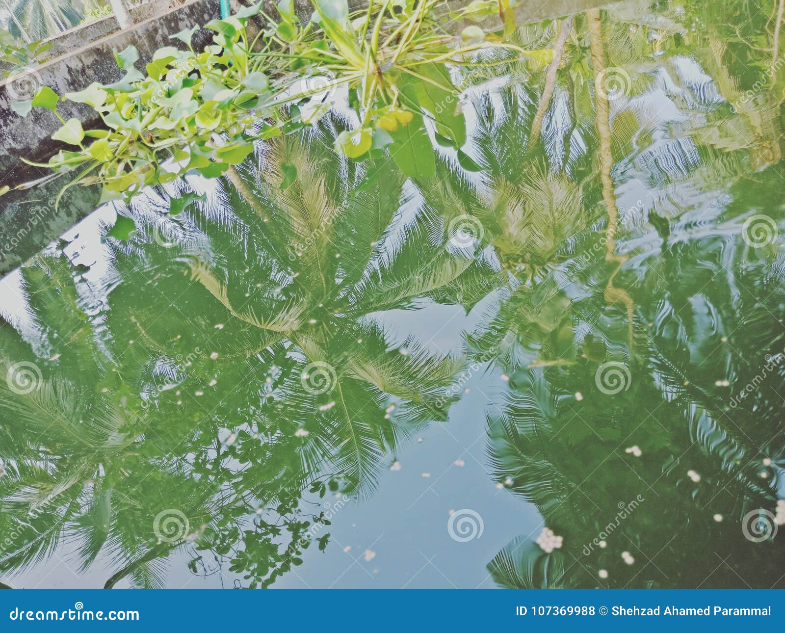 Aquaplant and reflection stock photo. Image of aquaplants - 107369988