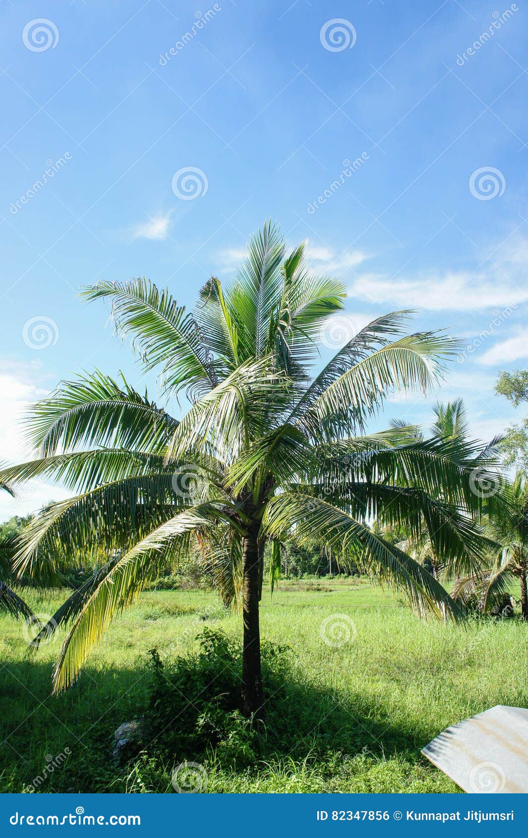 The Coconut, Rice Field with Blue Sky ,outdoor Style Stock Photo ...