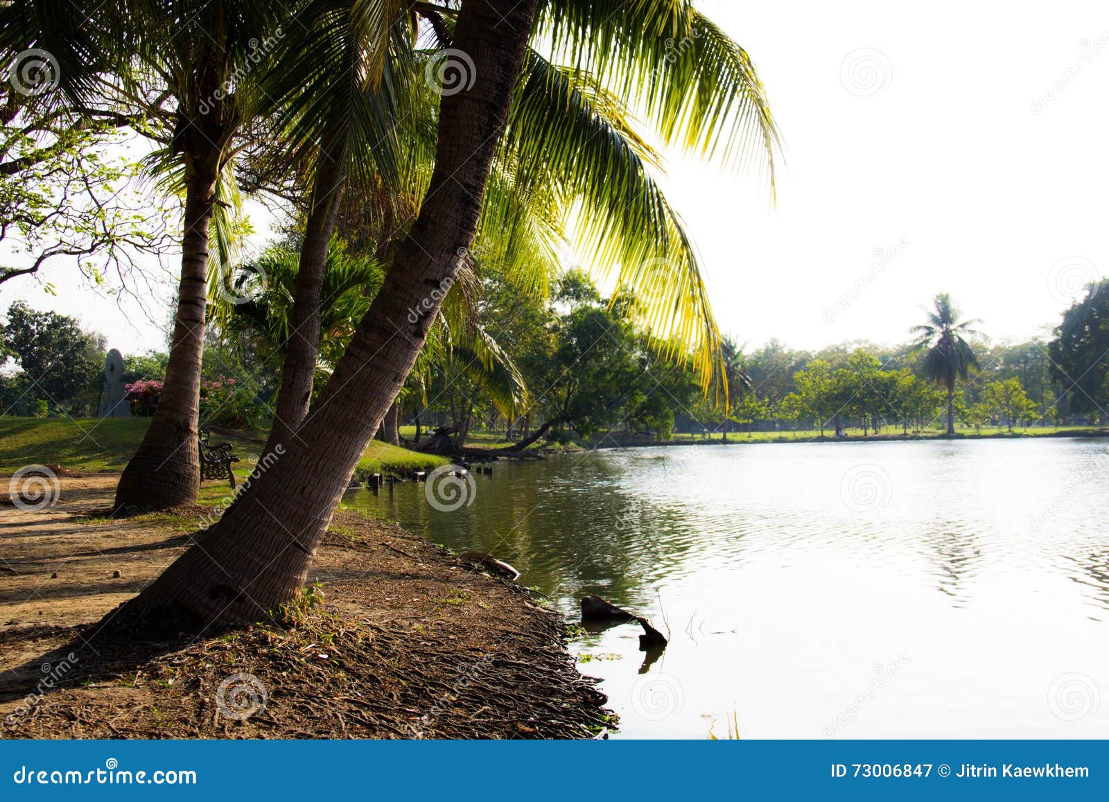 Coconut and river view stock image. Image of nature, water - 73006847