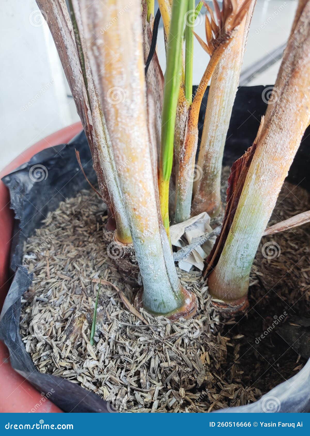 Coconut Root Plant Bonsai in a Pot Stock Photo - Image of vegetable ...