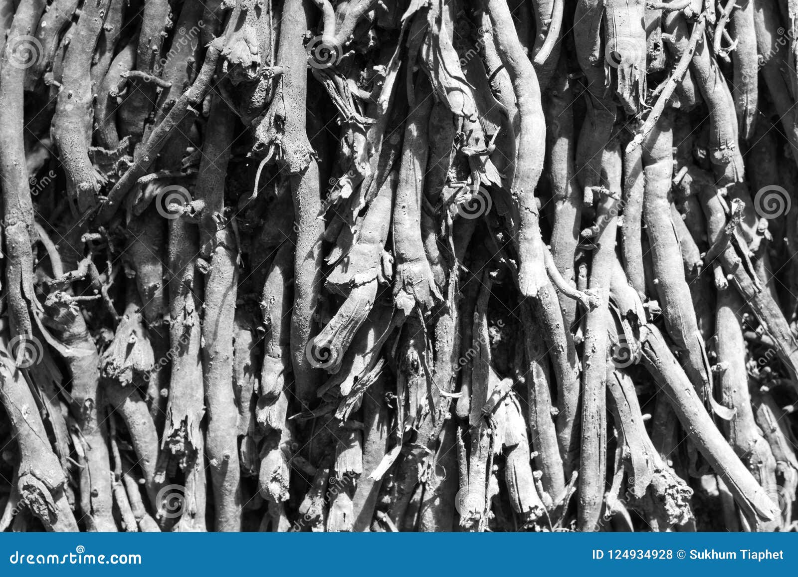 The Coconut Root Structure is Interesting To Use As a Background Image ...