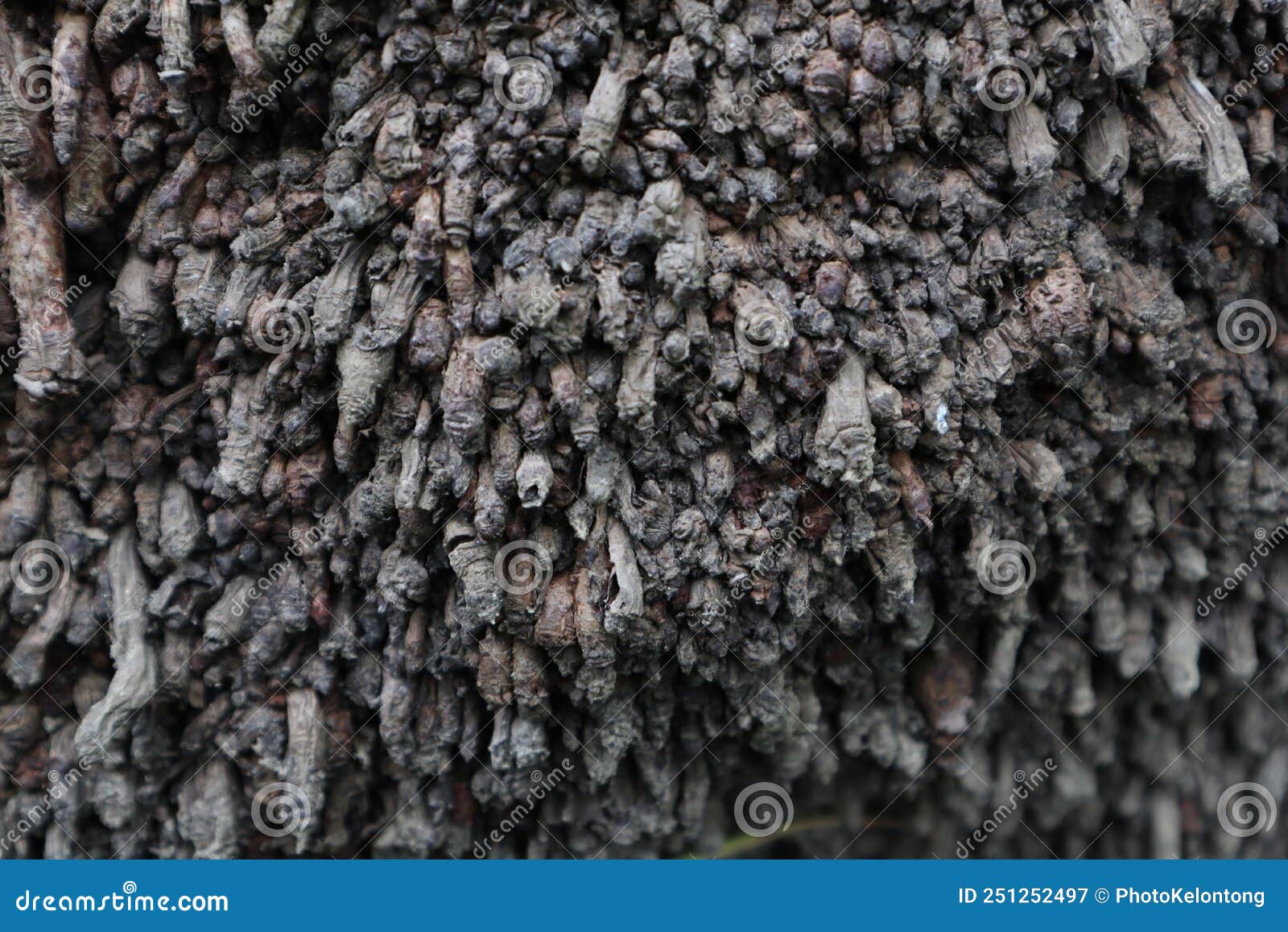 Coconut Root Texture. Coconut Root Stock Image - Image of woodland ...