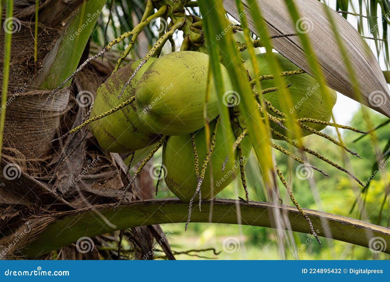 Coconut with Roots stock photo. Image of branch, food - 224895432