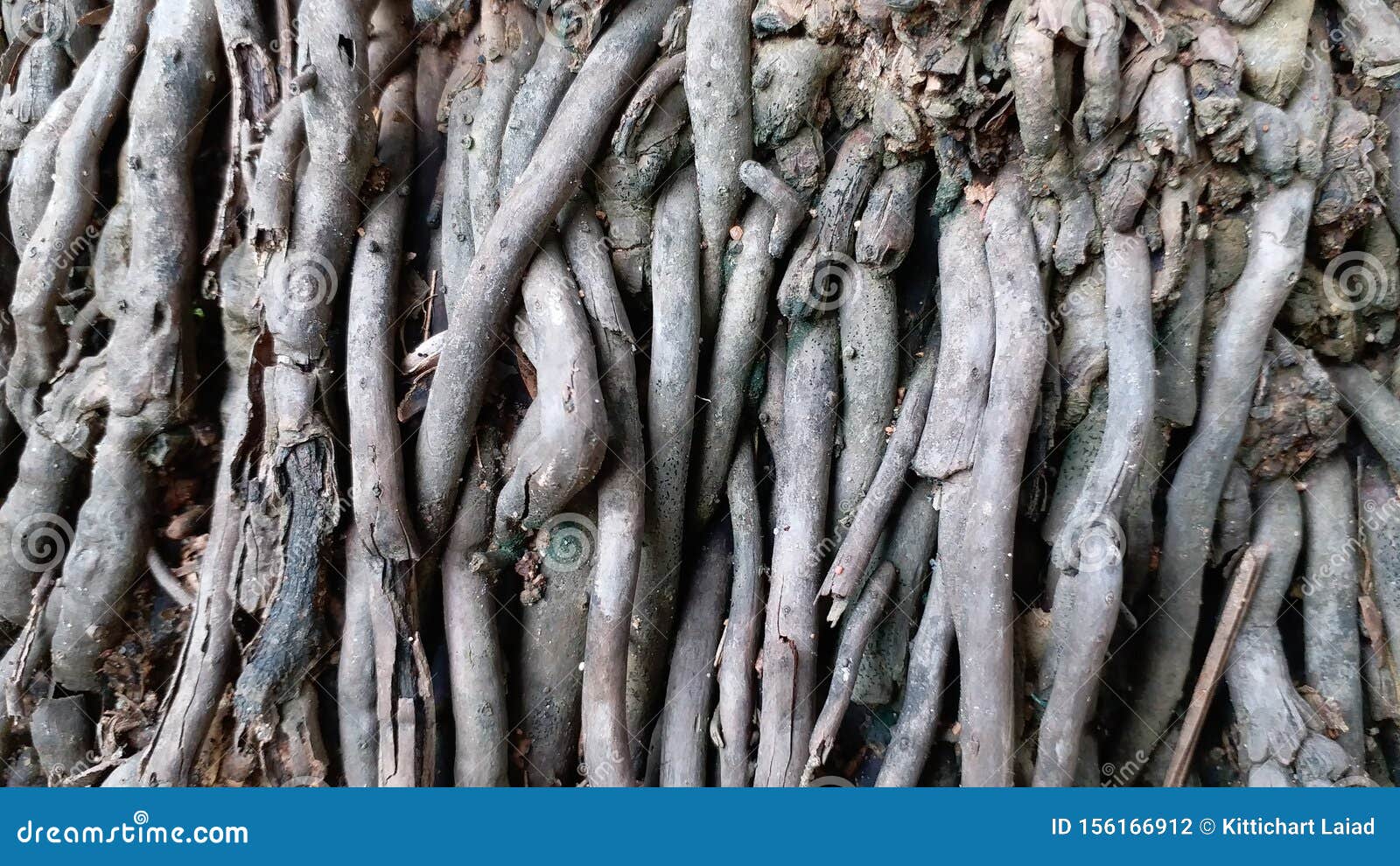 Coconut roots stock photo. Image of wallpaper, palm - 156166912