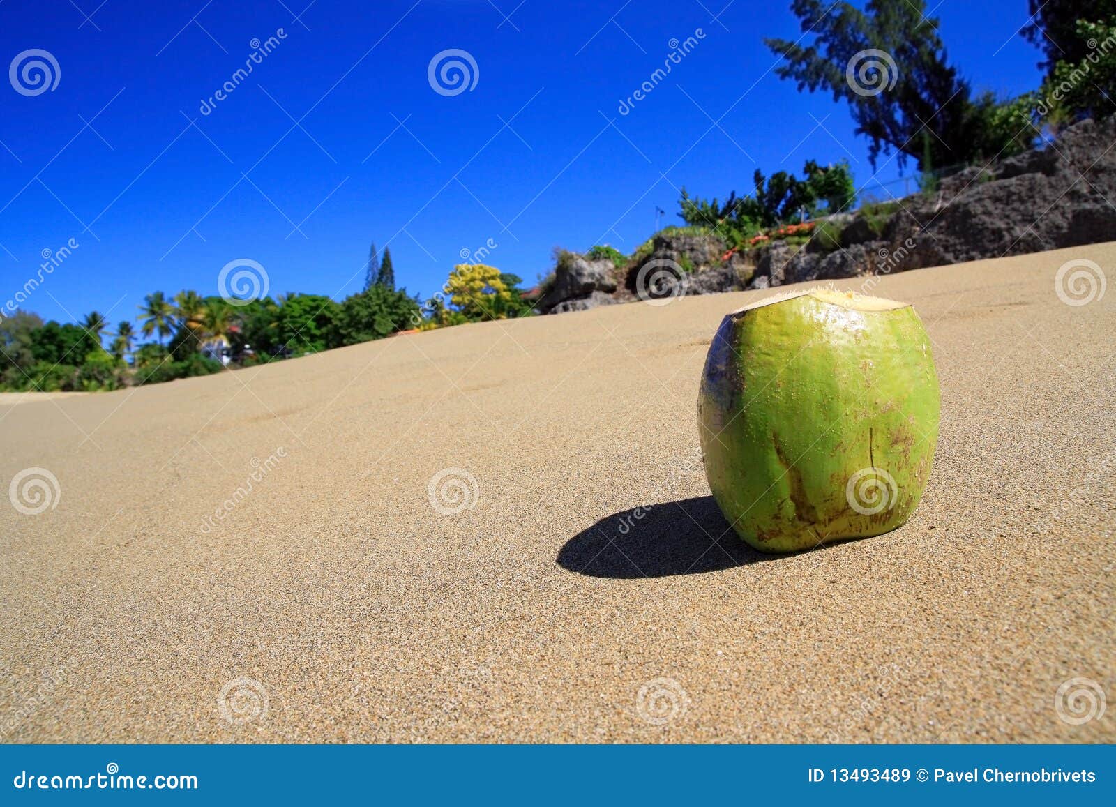 Coconut on sand on beach stock image. Image of ocean - 13493489