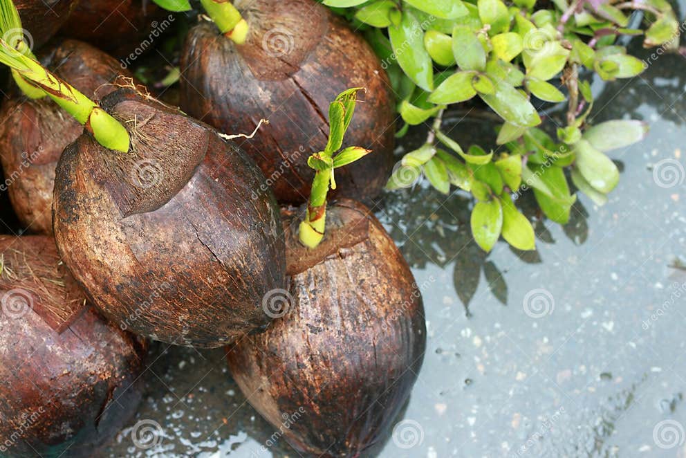 Coconut Sapling on the Ground. Stock Photo - Image of seed, life: 70140848