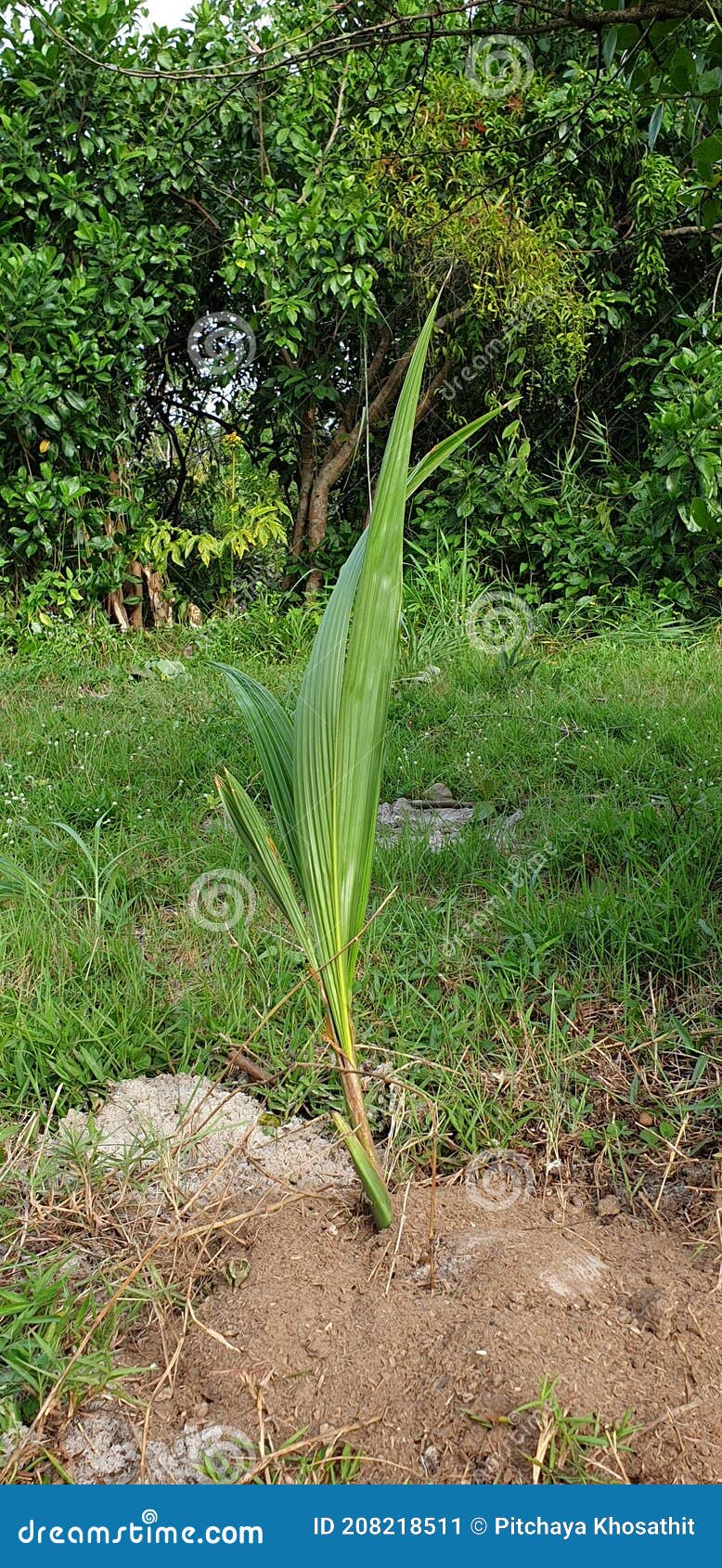 Coconut sapling is planted stock image. Image of tree - 208218511