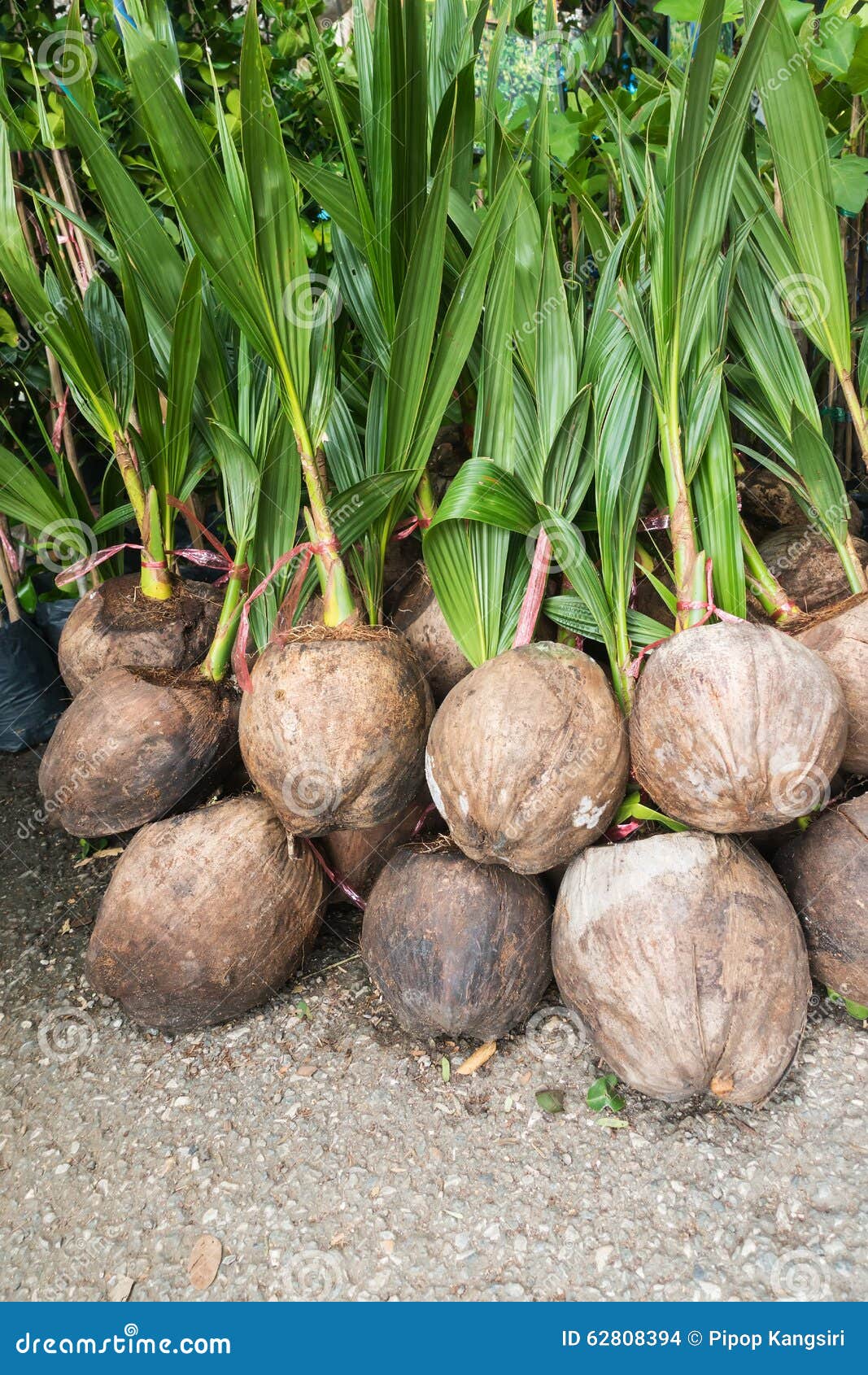 Coconut sapling stock photo. Image of coco, seed, leaf - 62808394