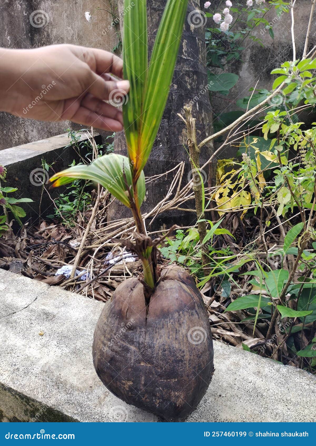 Coconut saplings crop stock image. Image of crop, soil - 257460199