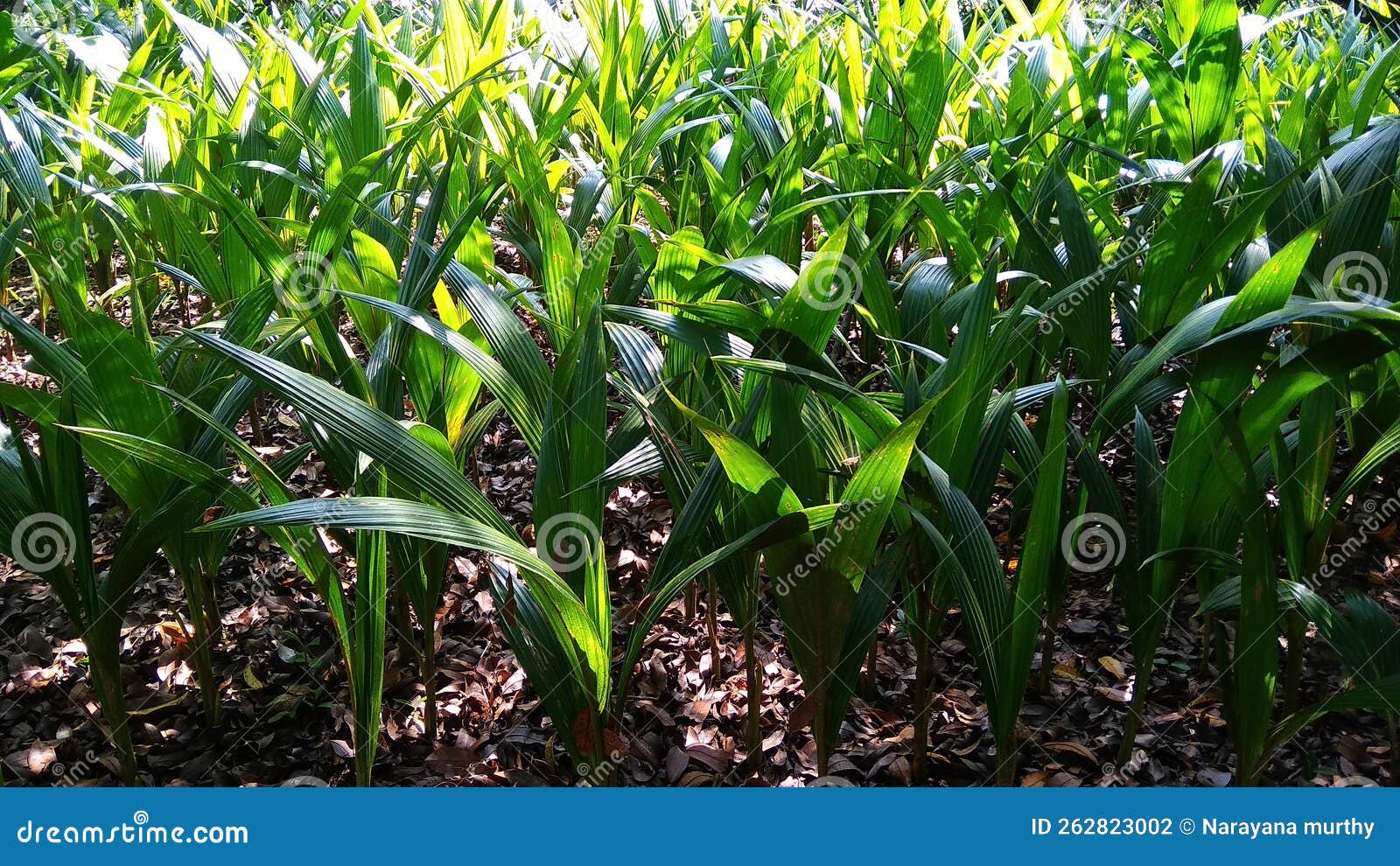 Coconut Saplings at the Horticultural Farm in India Stock Photo - Image ...