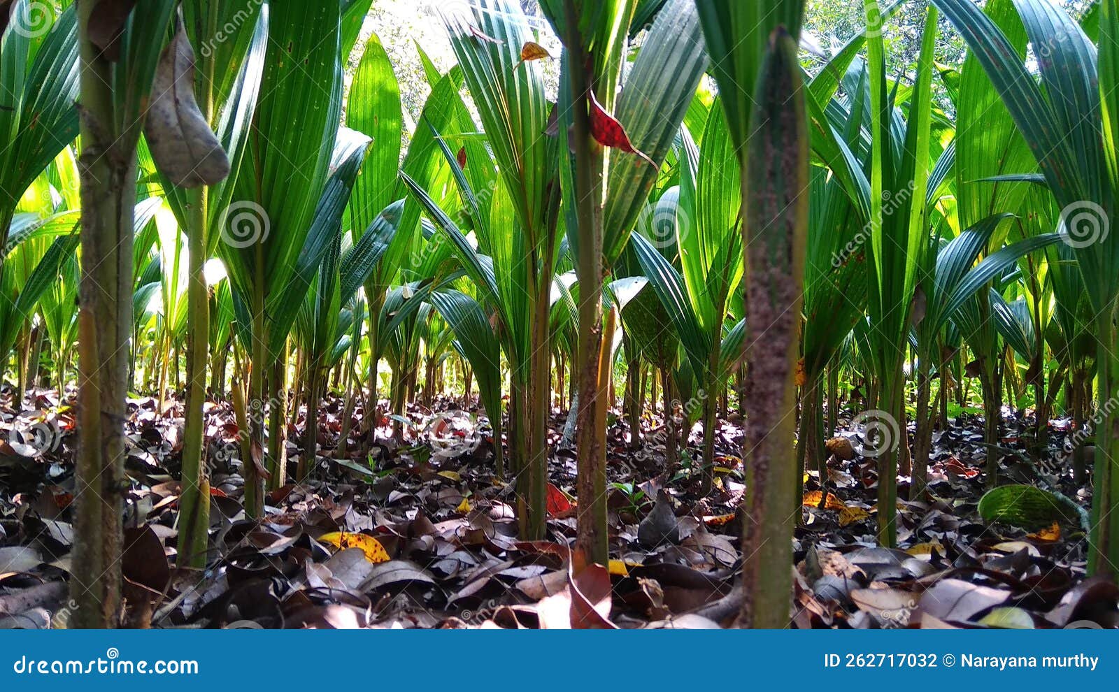 Coconut Saplings. Coconut Little Plants in India Stock Photo - Image of ...