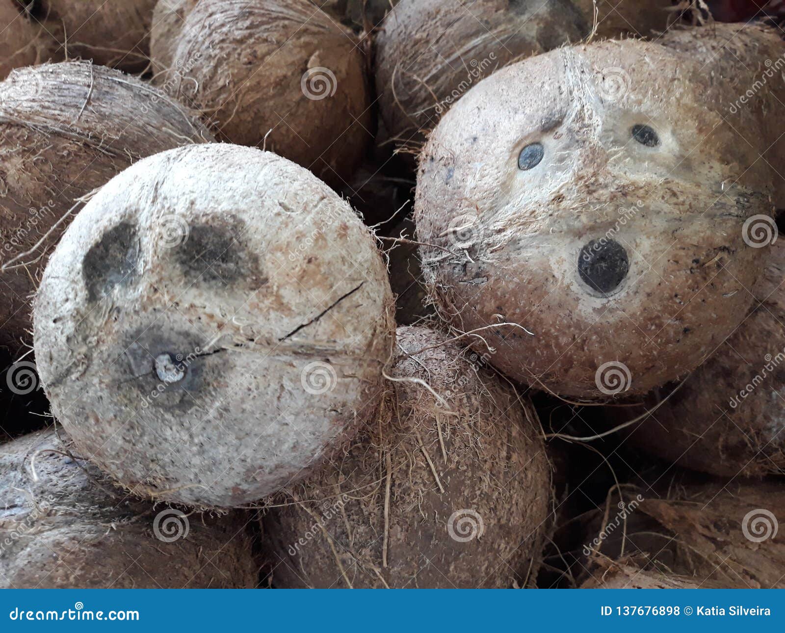 Coconut with scared face stock photo. Image of face - 137676898