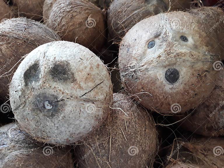 Coconut with scared face stock photo. Image of face - 137676898