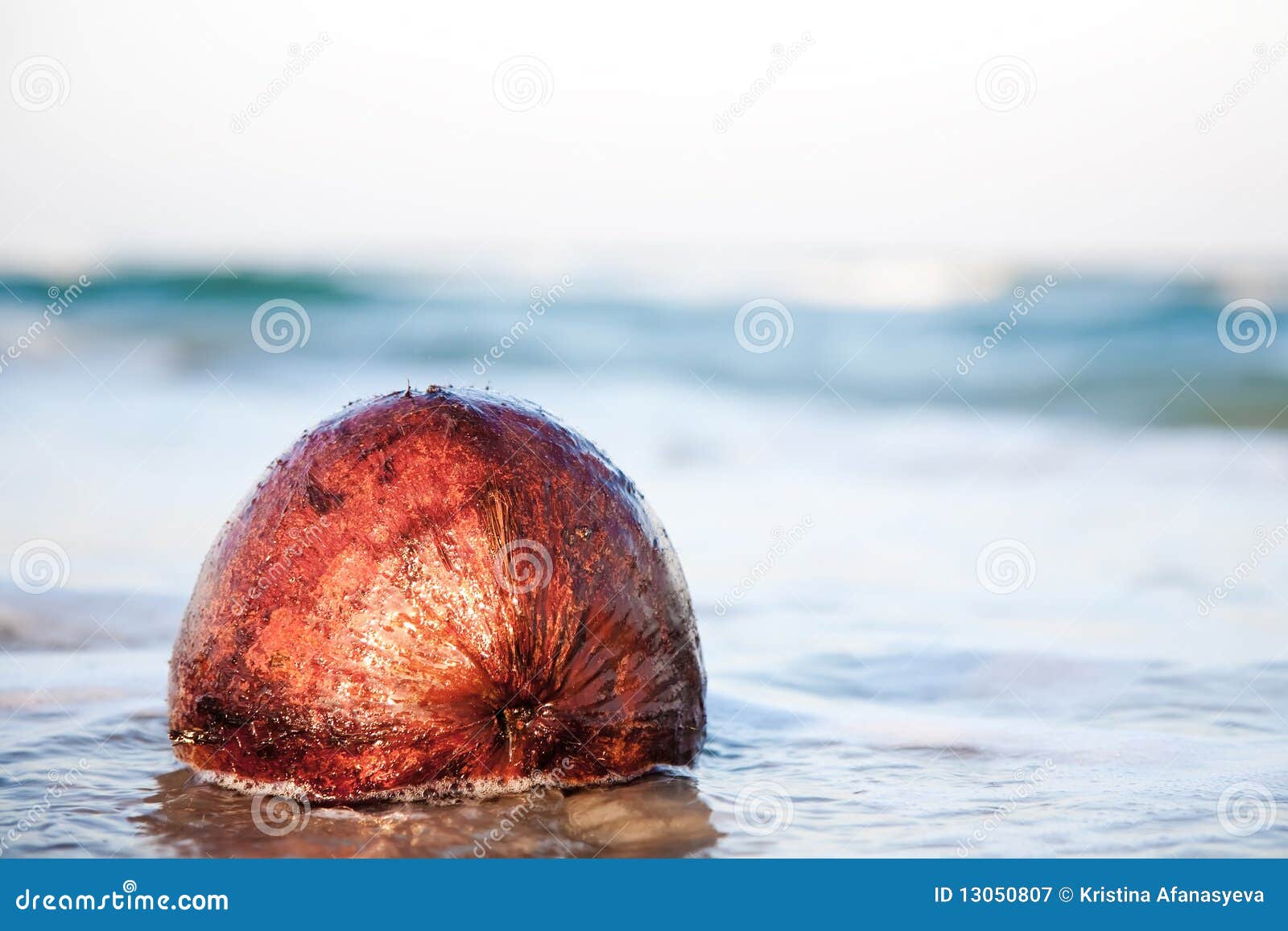 Coconut on the sea water stock image. Image of palm, sand - 13050807