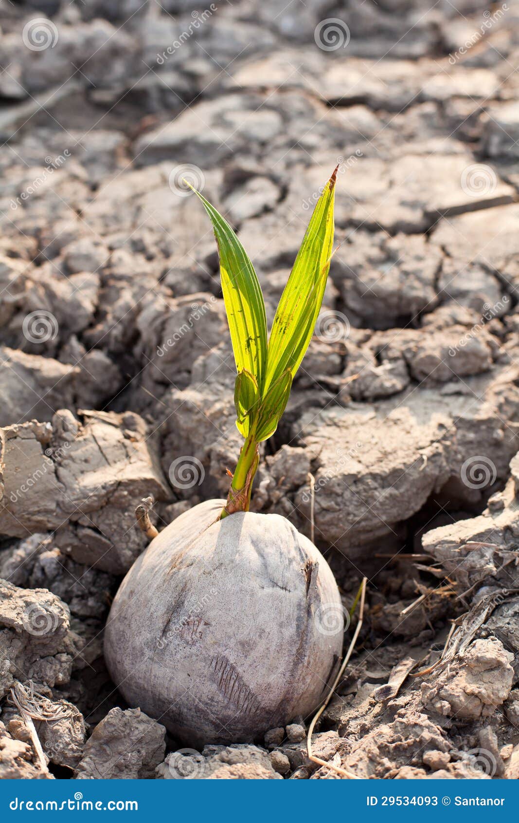 Coconut seed stock image. Image of seed, thailand, ocean - 29534093