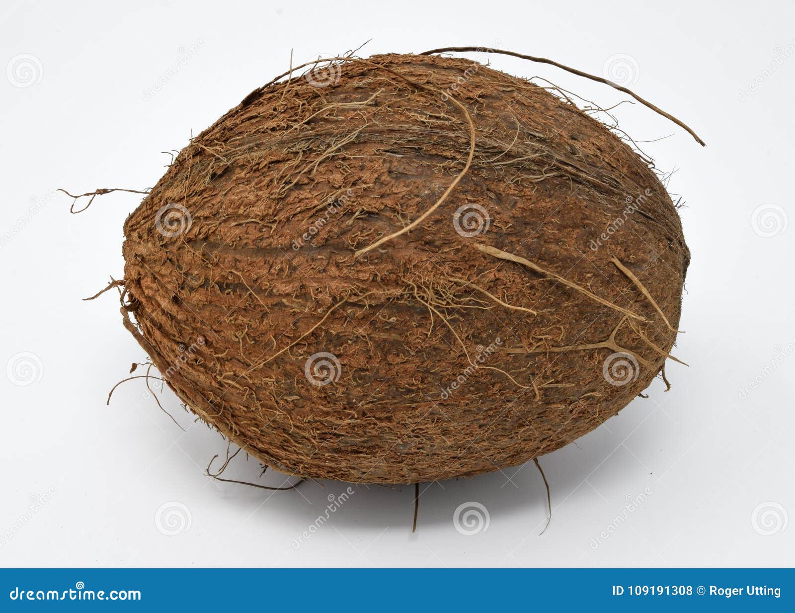 Coconut seed stock photo. Image of brown, coconut, nucifera - 109191308