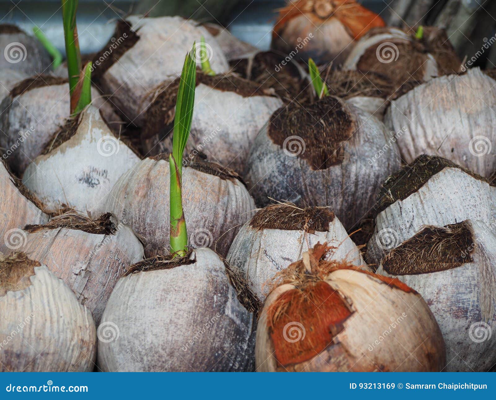 Coconut seed stock image. Image of coconut, tree, food - 93213169