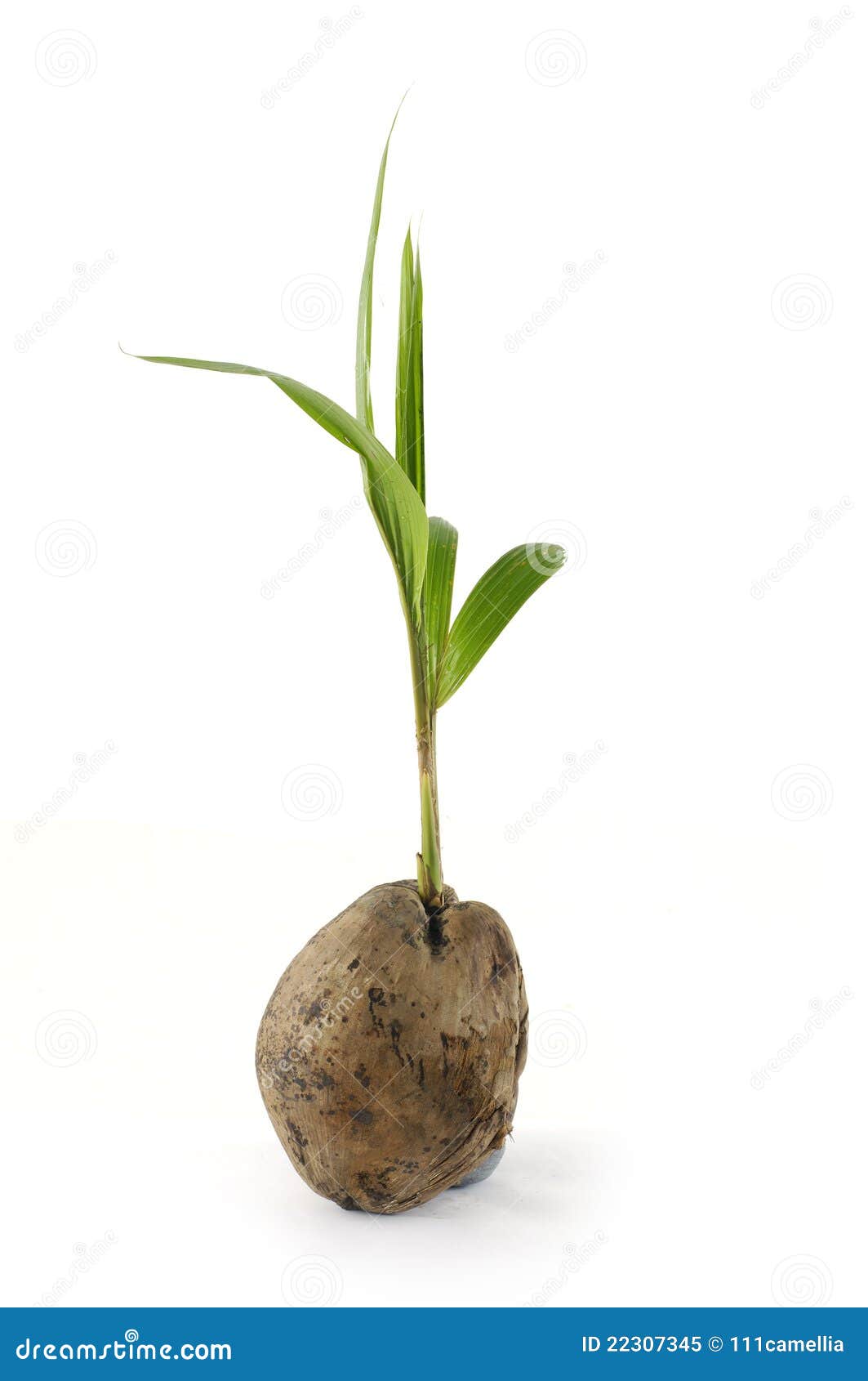 Coconut Seedling