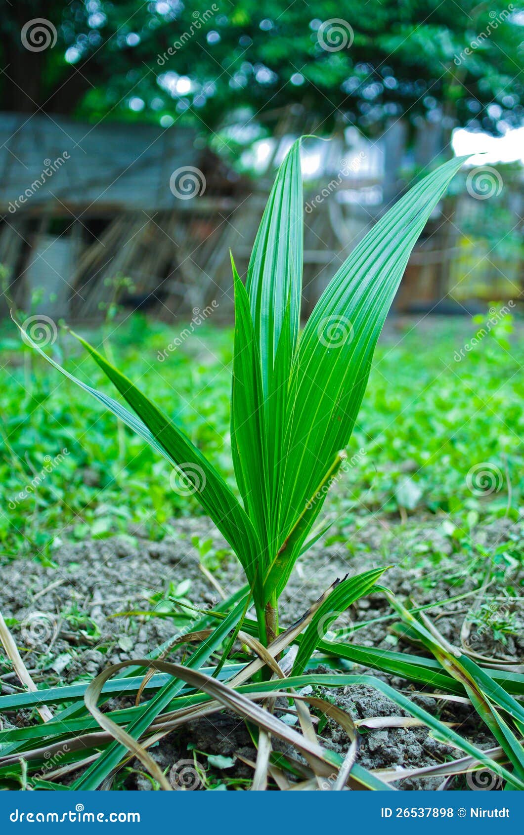 Coconut seedling. stock photo. Image of grow, palm, nursery - 26537898