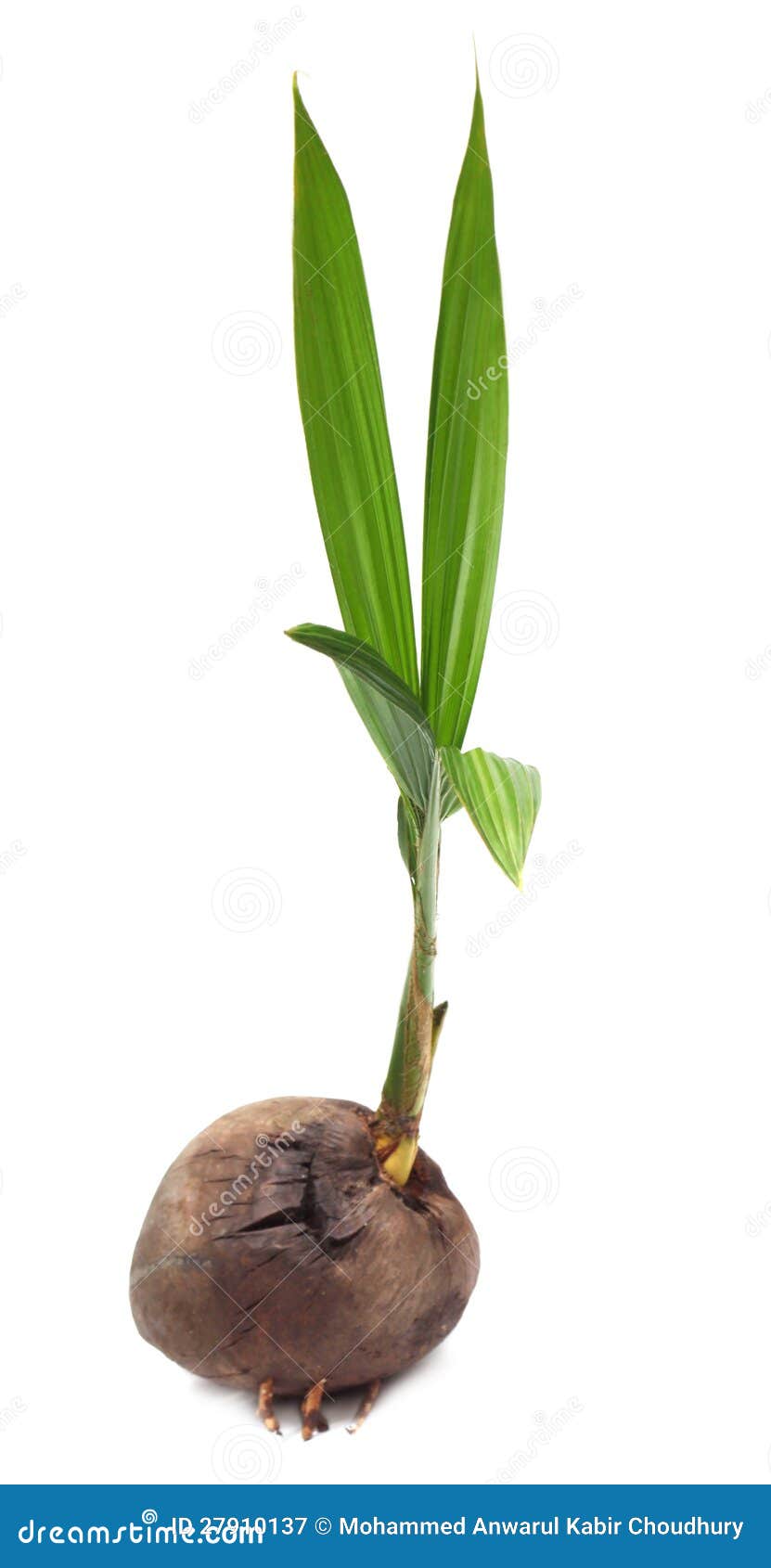 Coconut seedling stock image. Image of palm, rear, country - 27910137