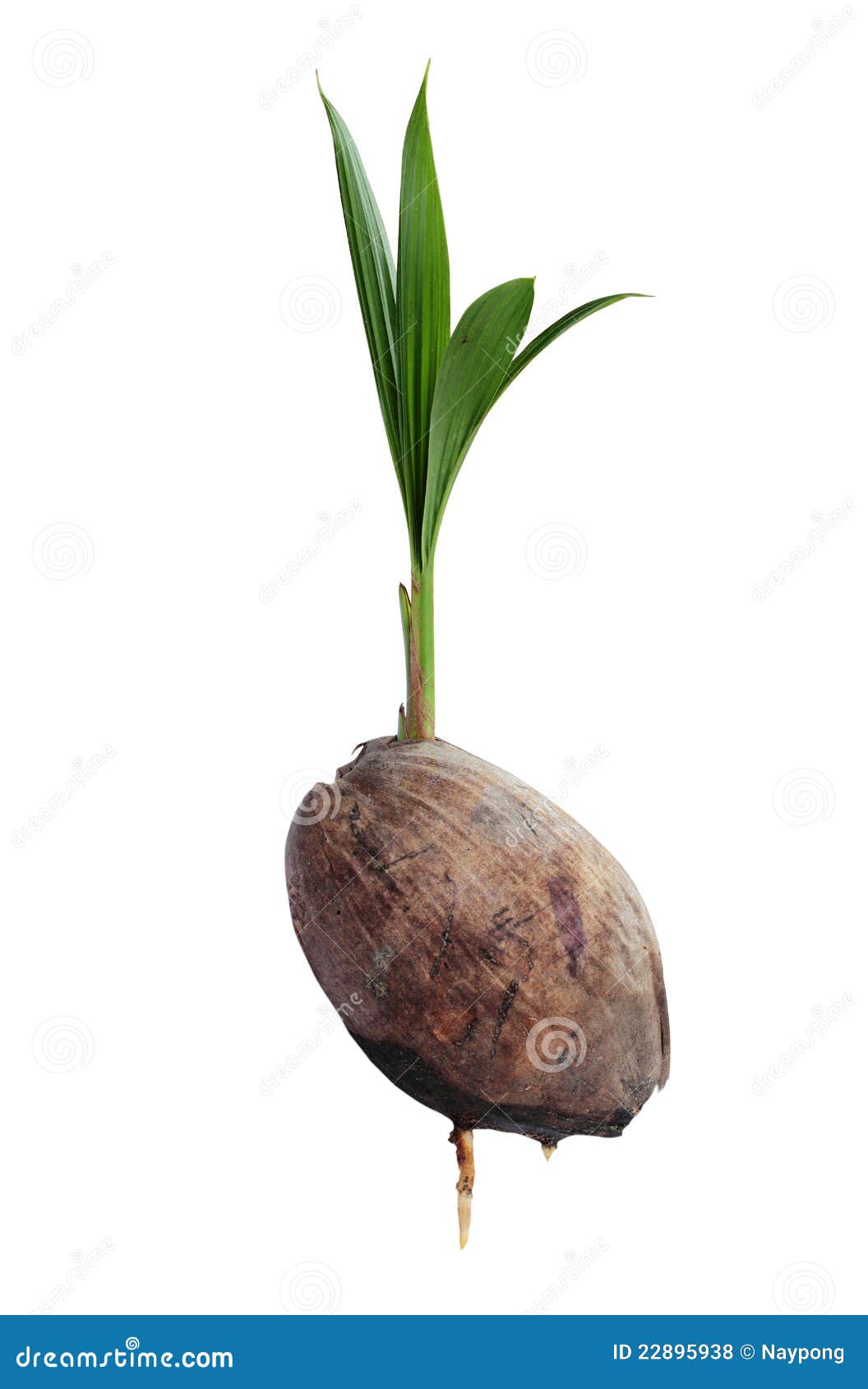 Coconut seedlings stock photo. Image of layers, tropical - 22895938