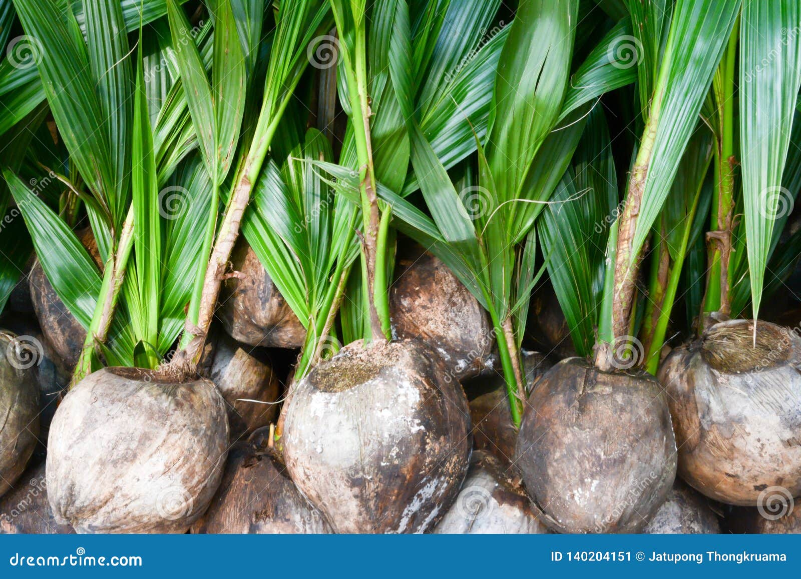 Coconut Seedlings Stock Images - Download 229 Royalty Free Photos