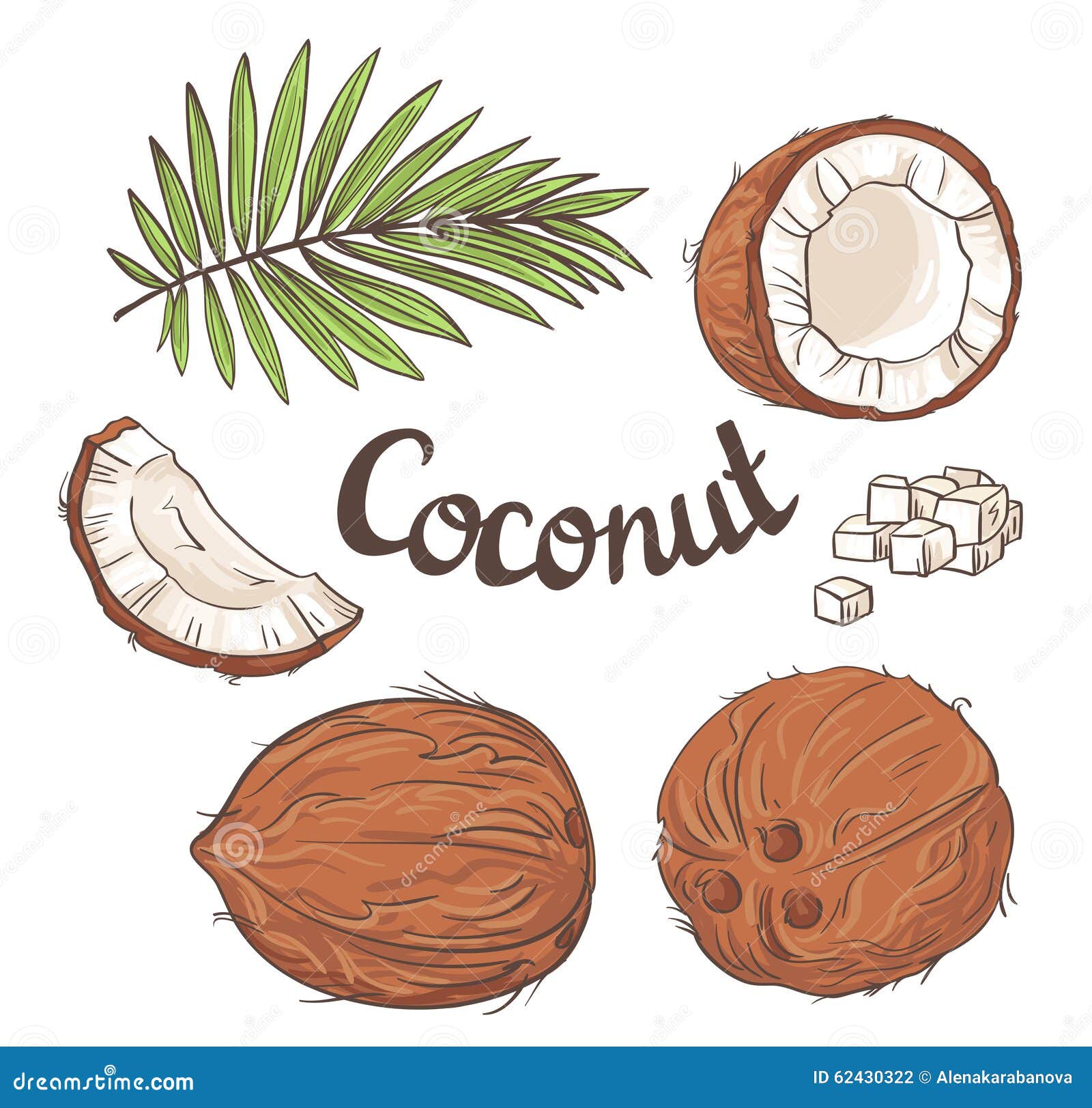 Coconut Set - The Whole Nut, Leaves, A Coco Segment And Pulp Of A Coco ...