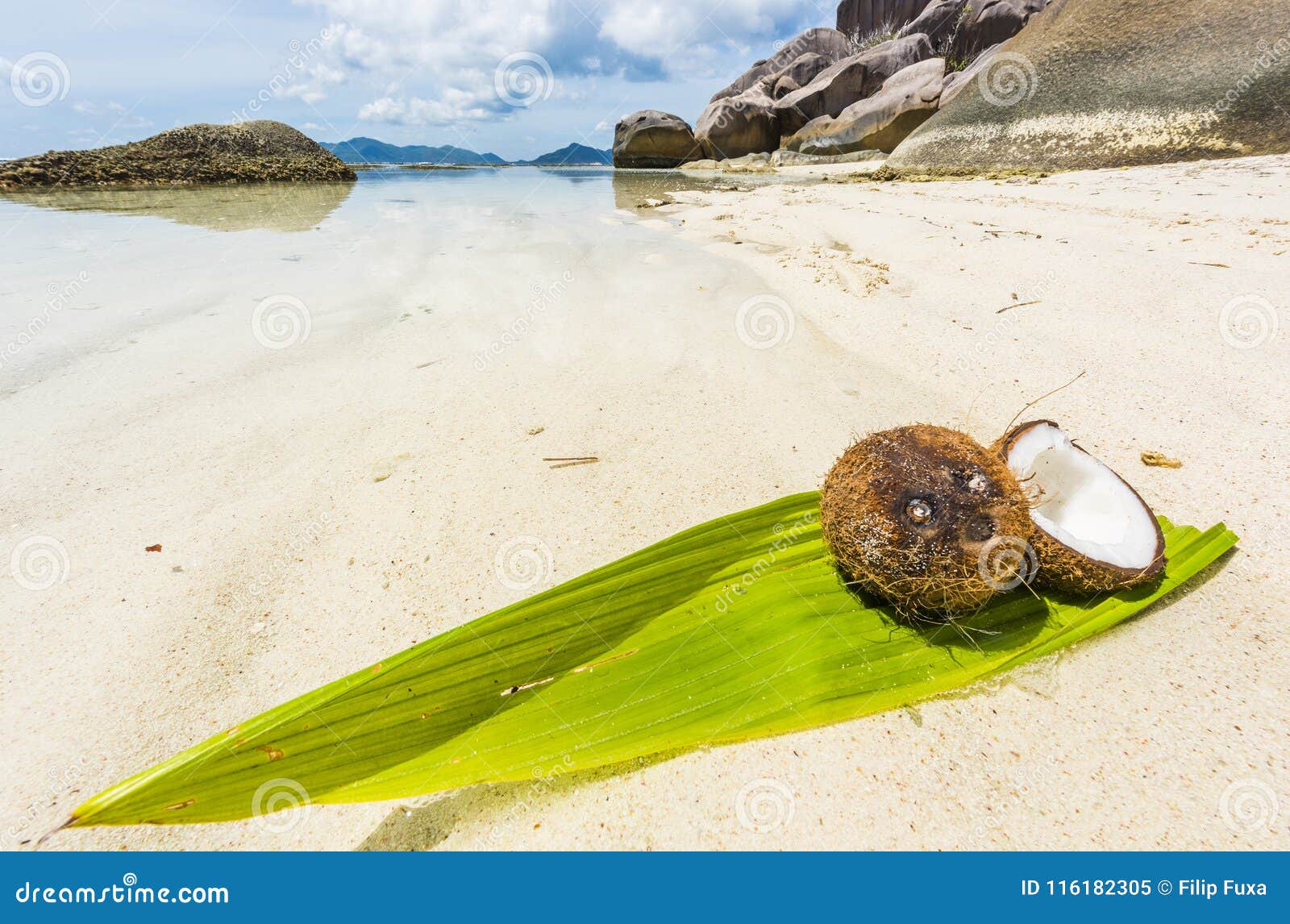 Coconut in the Seychelles stock image. Image of island - 116182305