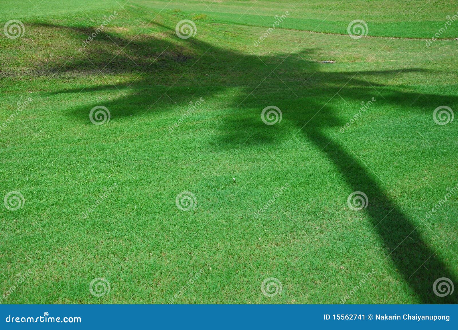 Coconut Shadow on the Green Stock Image - Image of landscape, nature ...