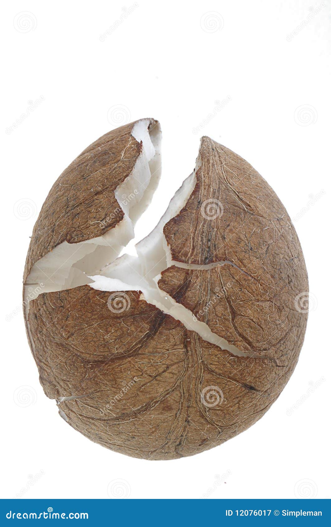 Coconut without shell stock image. Image of single, isolated - 12076017
