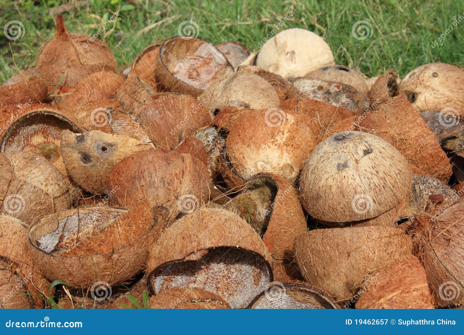 Coconut shell stock image. Image of shell, nature, tropical - 19462657